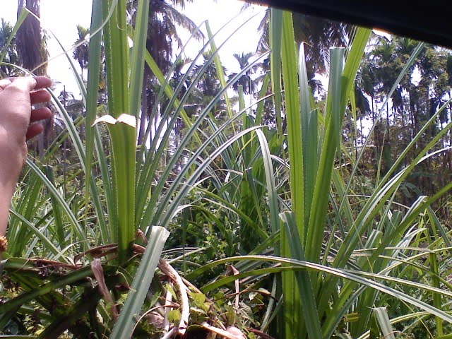 Nature shots: Kaitha