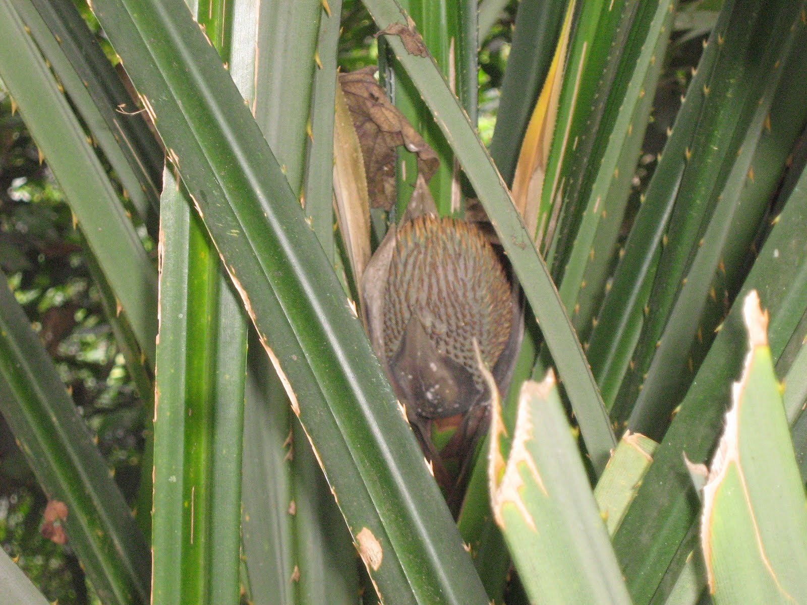 Nature shots: Kaitha