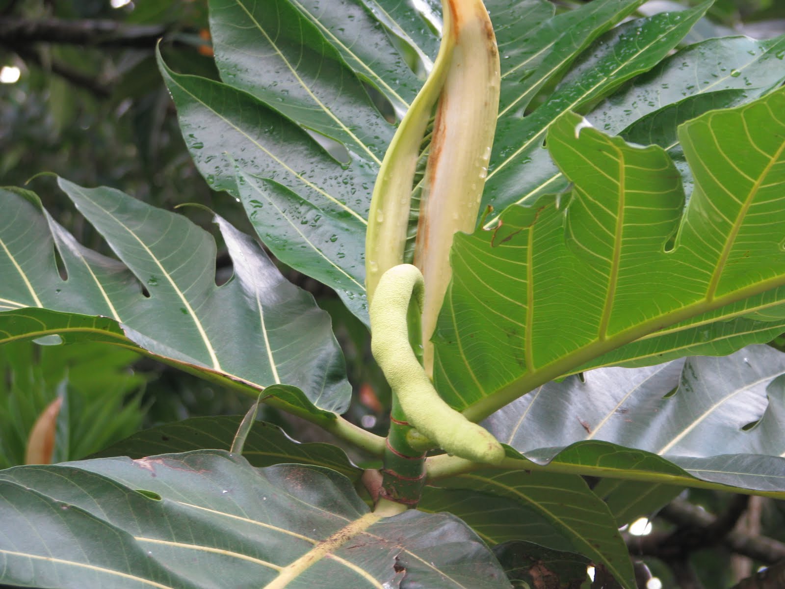 Nature shots: Kadachakka