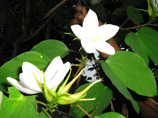 Nature shots: Mandaram