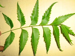 Nature shots: Some plants from Kerala-having medicinal value Shankupushpam