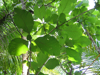 Nature shots: Thekku maram