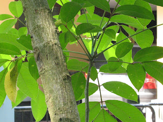 Nature shots: Ambazham