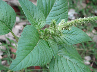 Nature shots: Cheera