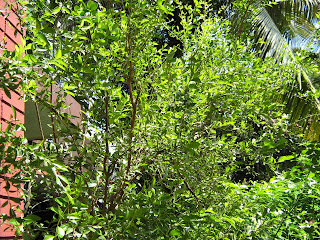 Nature shots: Mailanchi