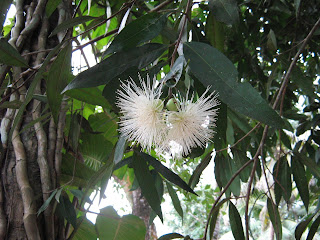 Nature shots: Panineer chambakka