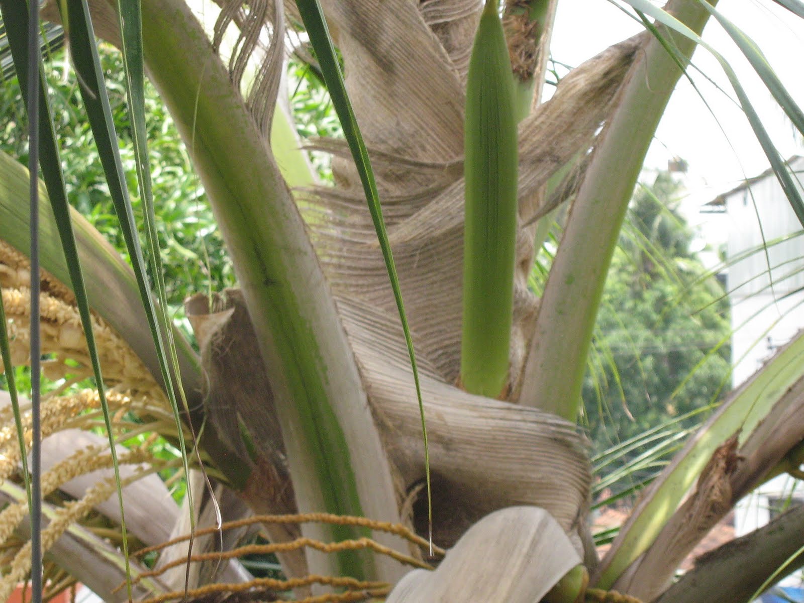Nature shots: Some pictures of Coconut tree
