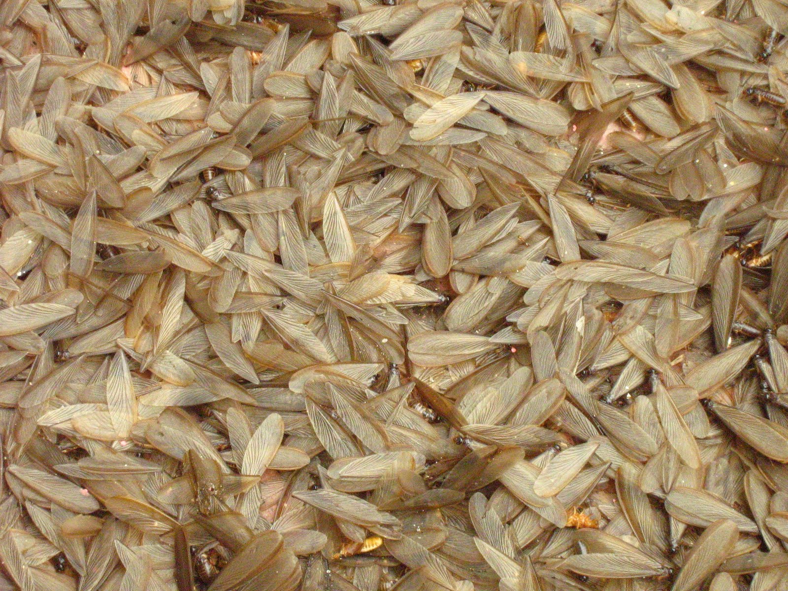 Nature shots: May 2010