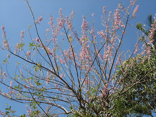 Nature shots: Sheema konna