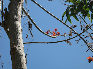 Nature shots: Murikku