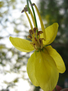 Nature shots: Kanikkonna