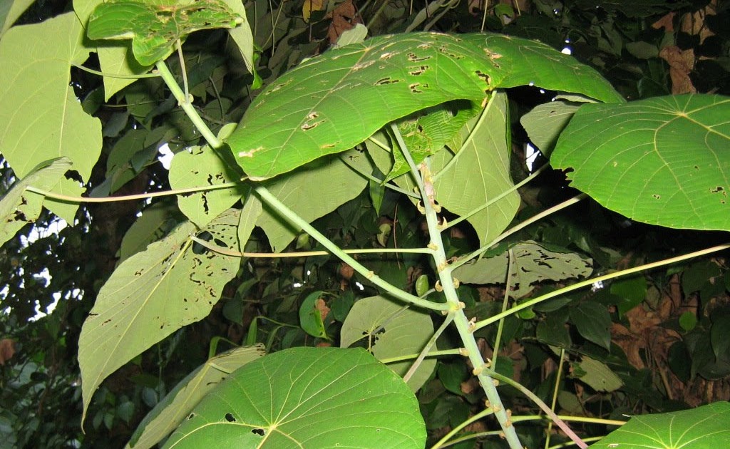 Nature shots: Vatta tree