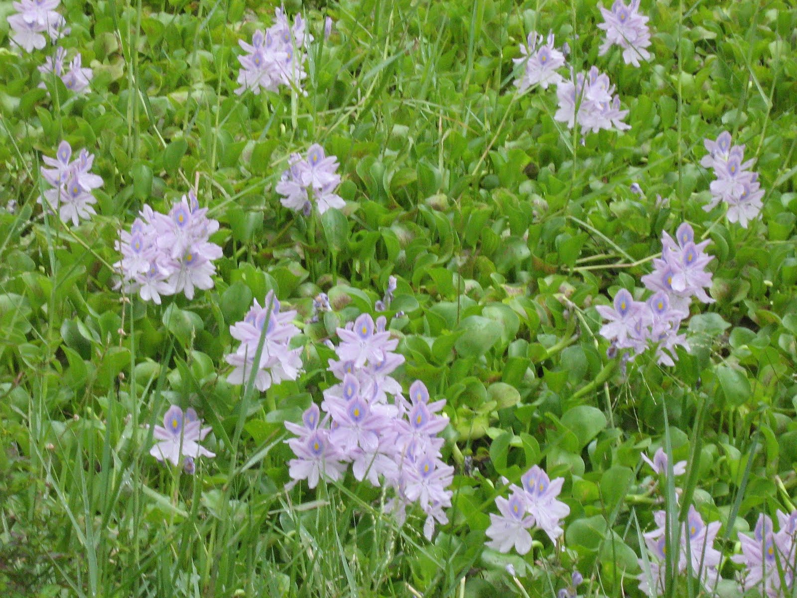 Nature shots: Kakka poo