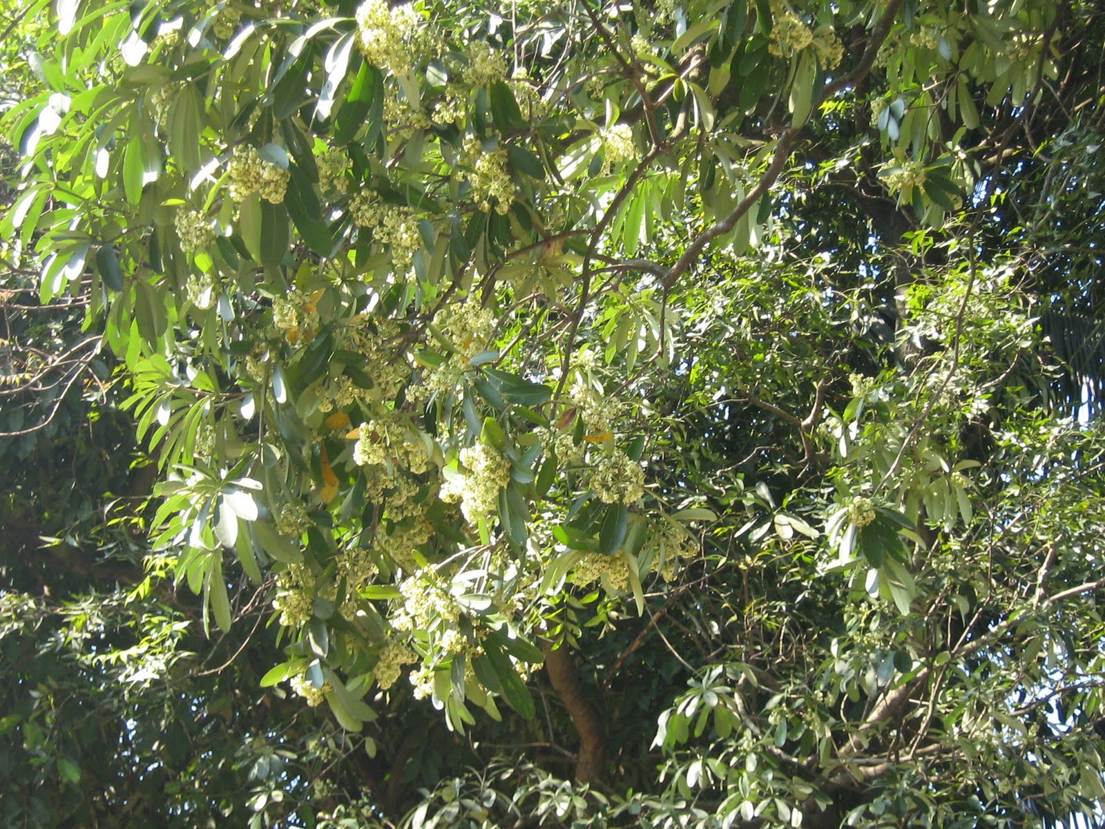 Nature shots: Ezhilam Pala(Alstonia Scholaris)