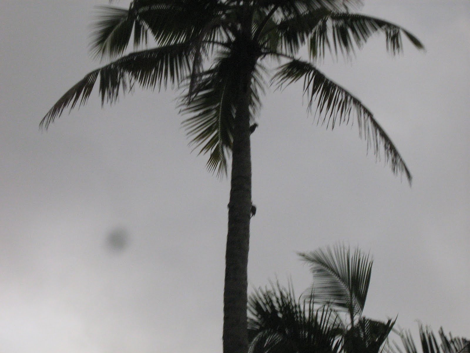 pappus blogs: Maram Kothi