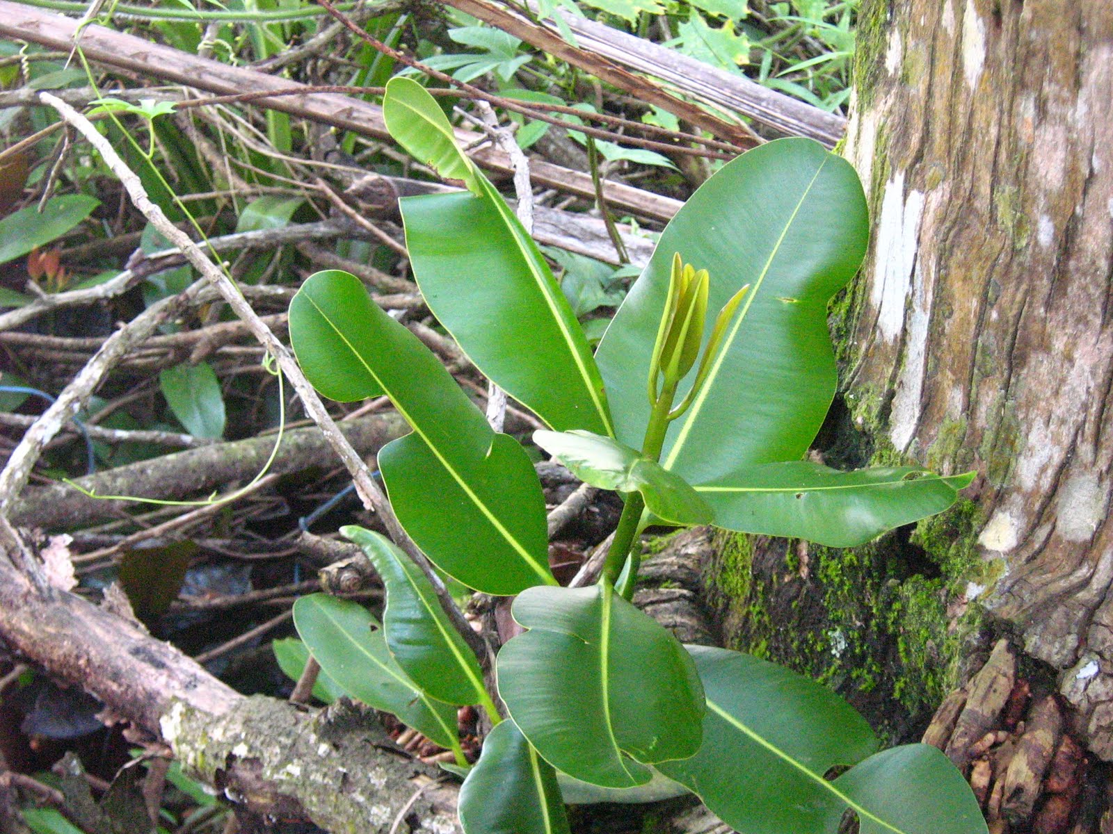 Nature shots: Punna -A common tree from Kuttanadu