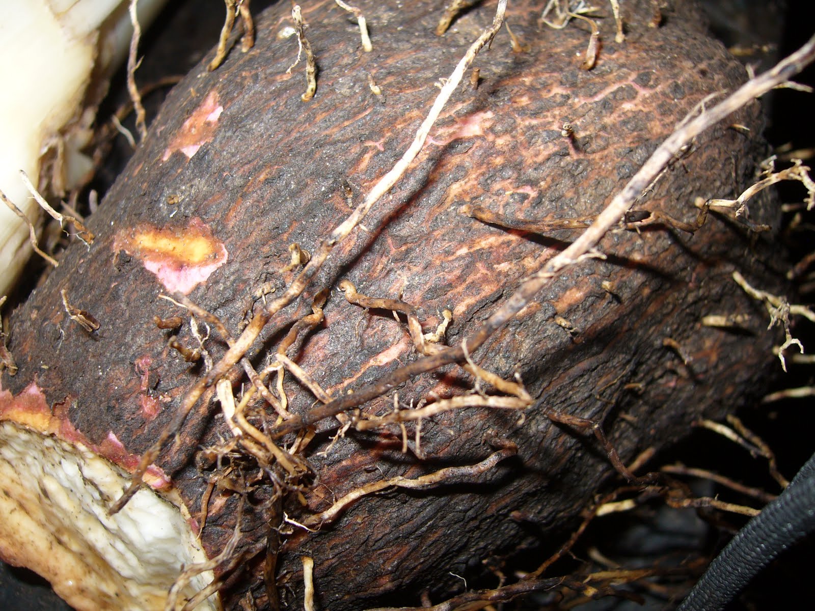 Nature shots: Kachil