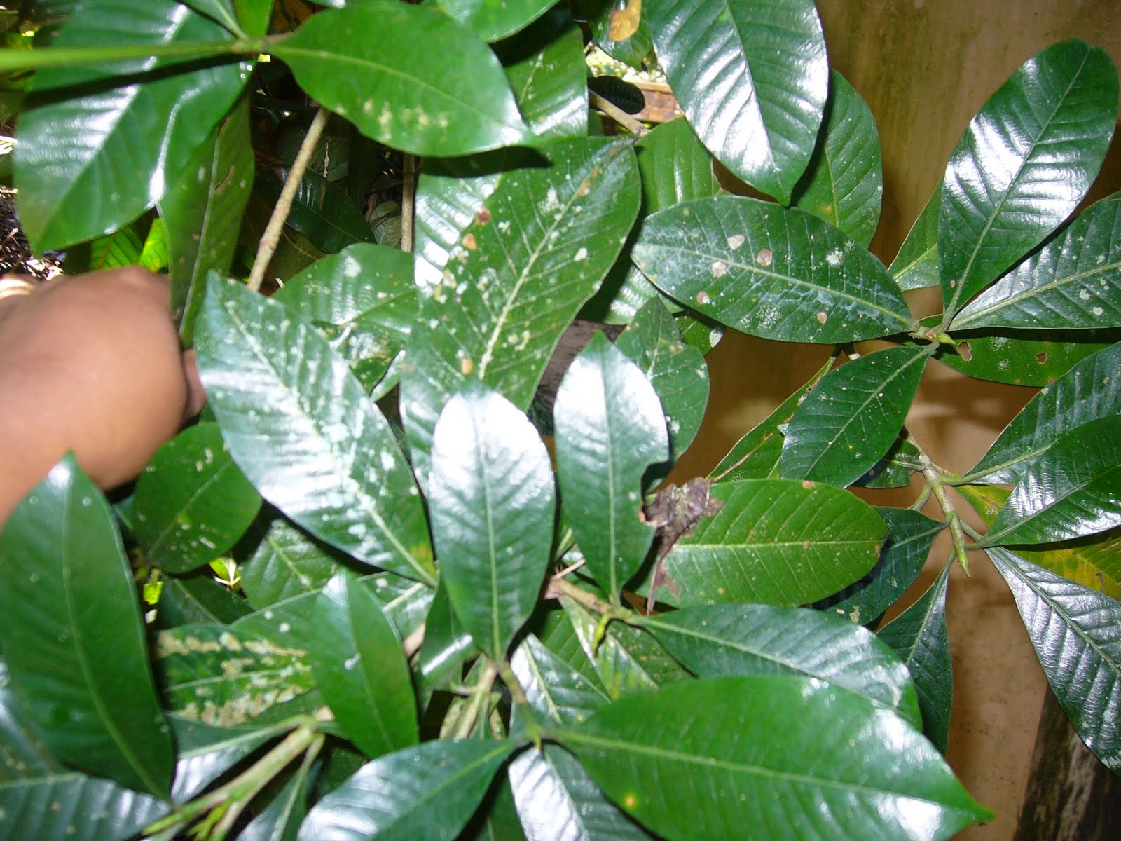 Nature shots: Gandharajan