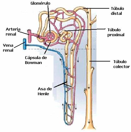 Sistema Renal - Fisiología