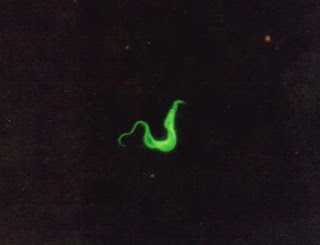 tripanosoma-y-leishmania-vet1103