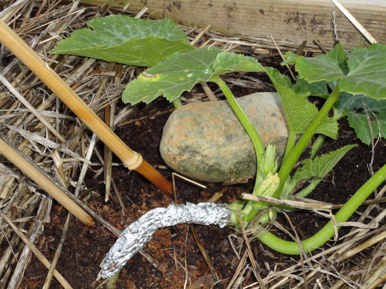 UJ's Vegetable Garden: Vine borer on Zucchini