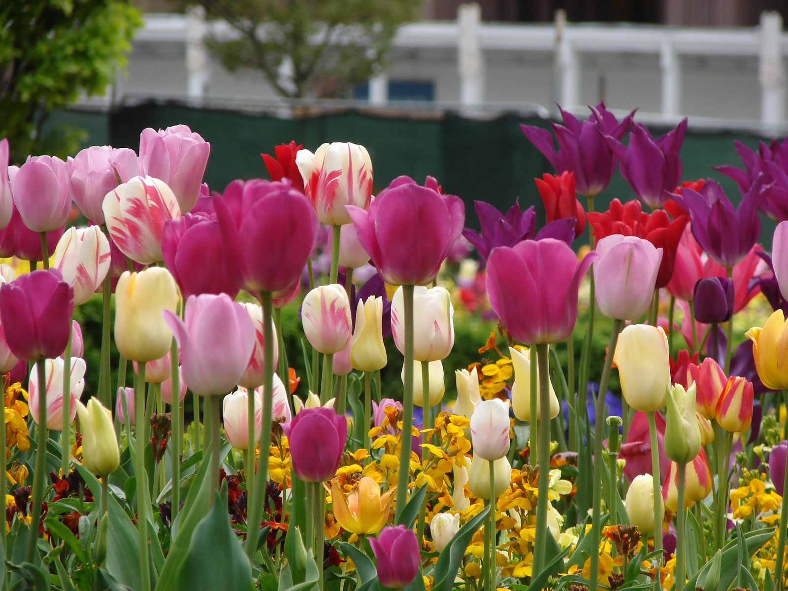 Bowler's Alley: Lunch with Aunts Joni and Alisa