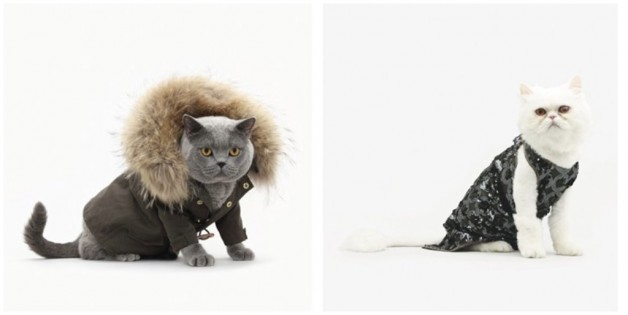 A moda no tempo...: GATINHOS USANDO ALTA COSTURA E MOSTRAM QUE TAMBÉM ...