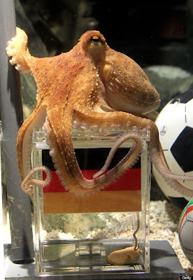 Adam Saaks Designer: Octopus Prediction the World Cup games