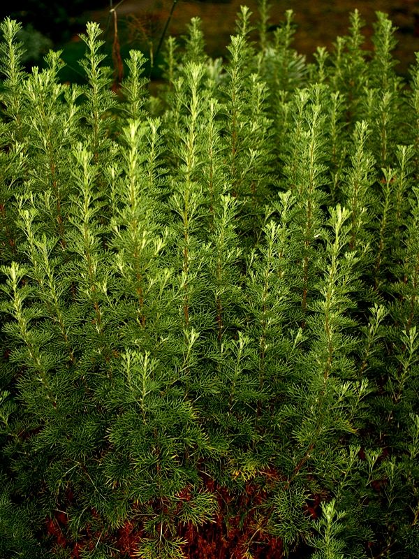 U Antoniny: Zielnik. Bylica boże drzewko