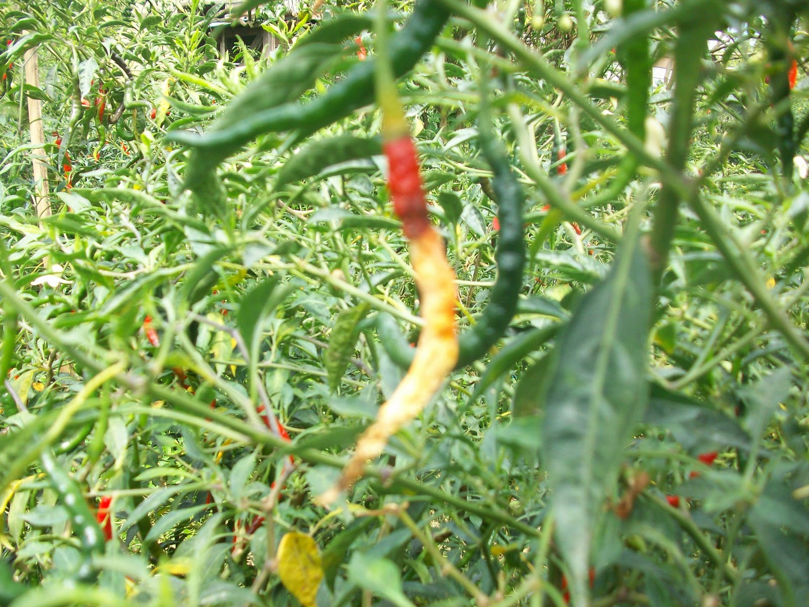 MJI Karo SUMUT: Hama penyakit Tanaman Cabe Yang Umum di Tanah karo