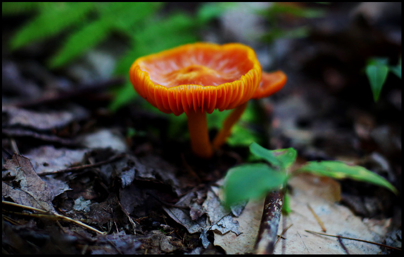 Katie Barnes Photography: rainbow mushrooms and a toad