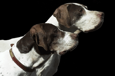 >In the Field: A Photograher’s Journey with Sporting Dogs – Upland Ways