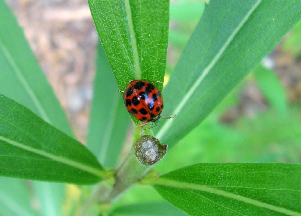 Backyard Nature: Backyard insects
