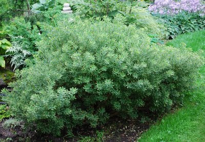 MCC: Tom's Daphne Shrub