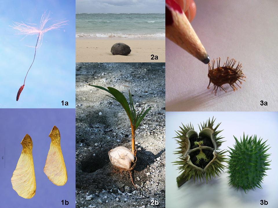 "Dispersión de las semillas y frutos": ¿cómo viajan las semillas?