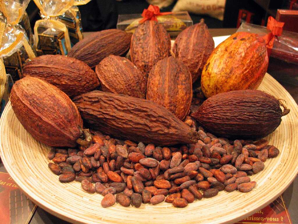 cacao: History of Cacao
