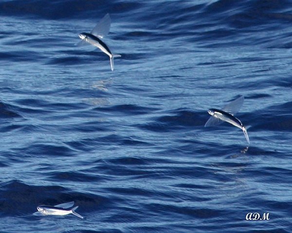 Flying Fish ~ Amazing Story's