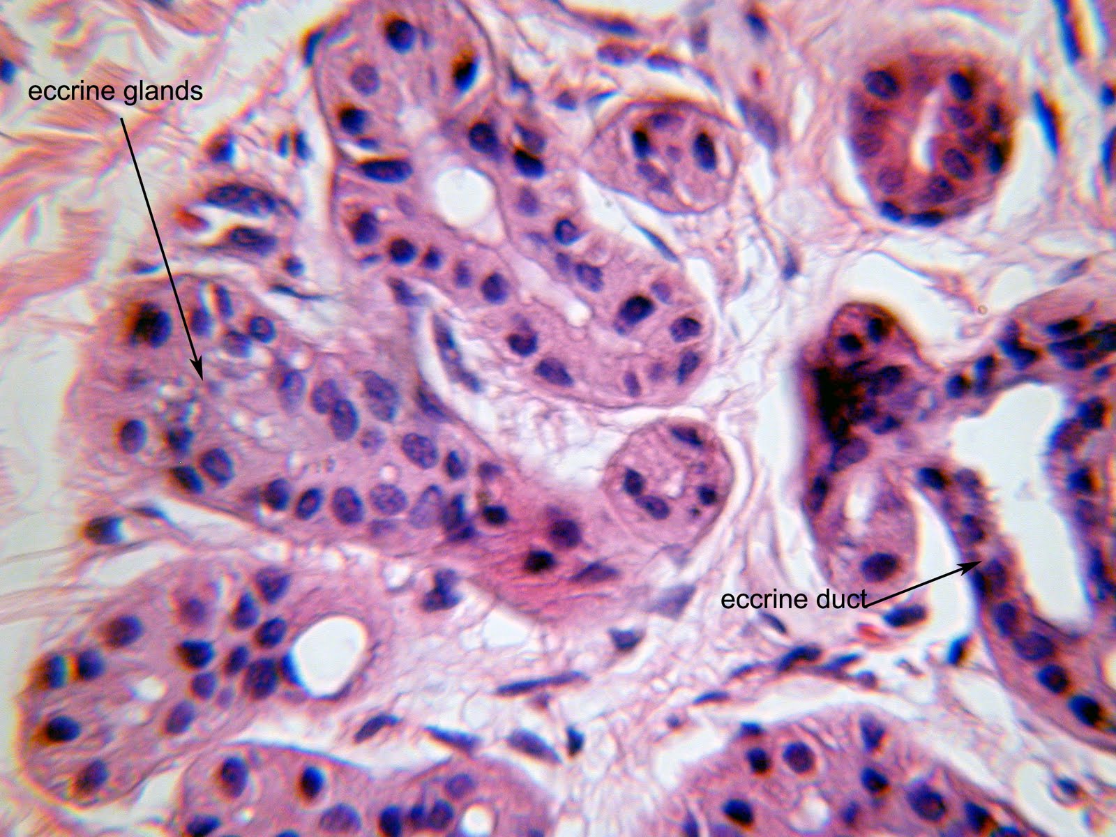 Eccrine Glands