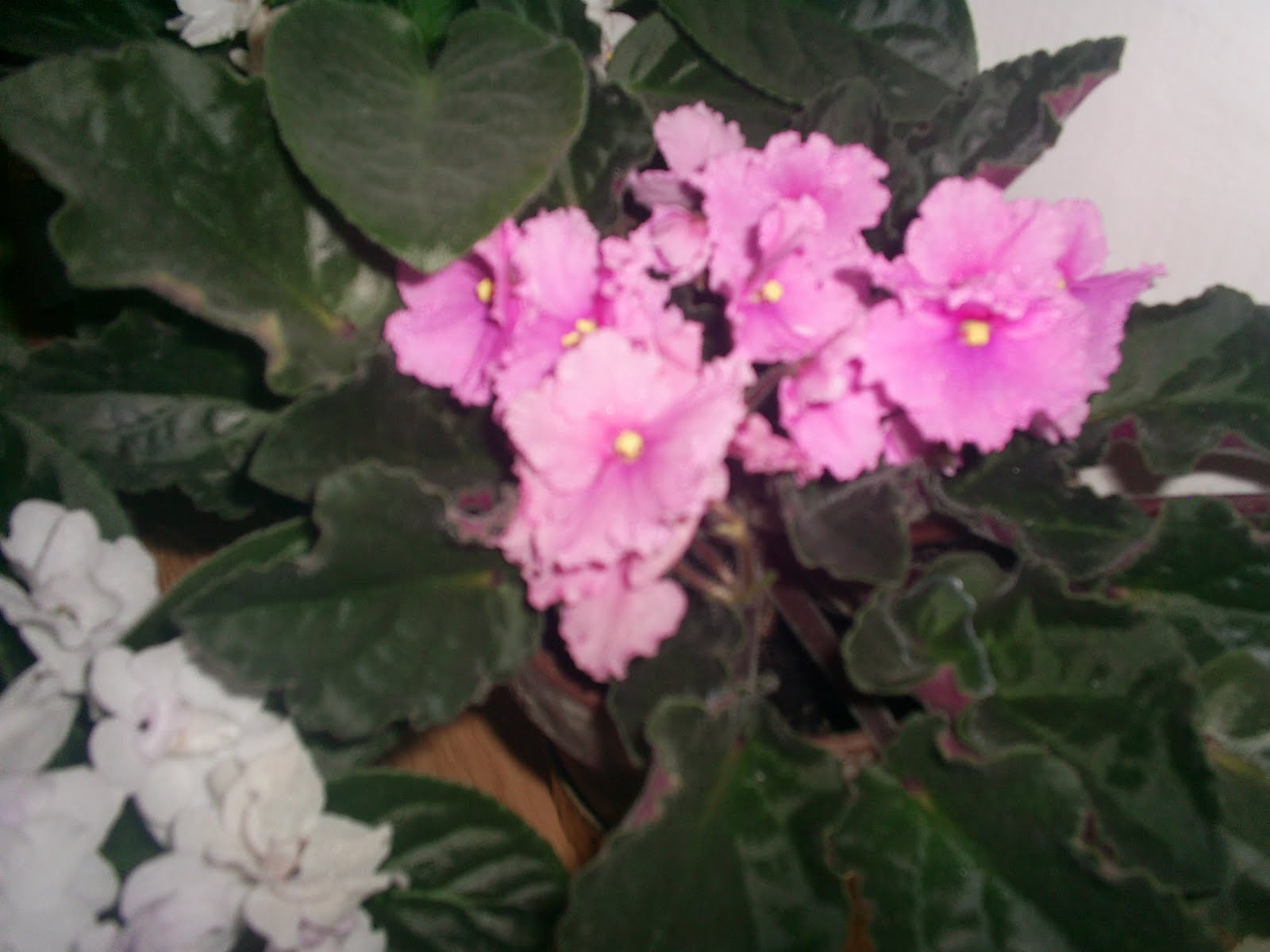 Arome si culori : Florile mele