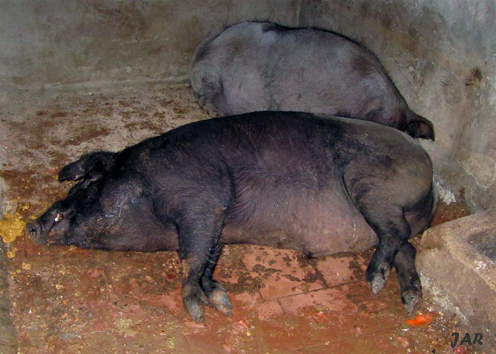 Imágenes de cochinos - Imagui