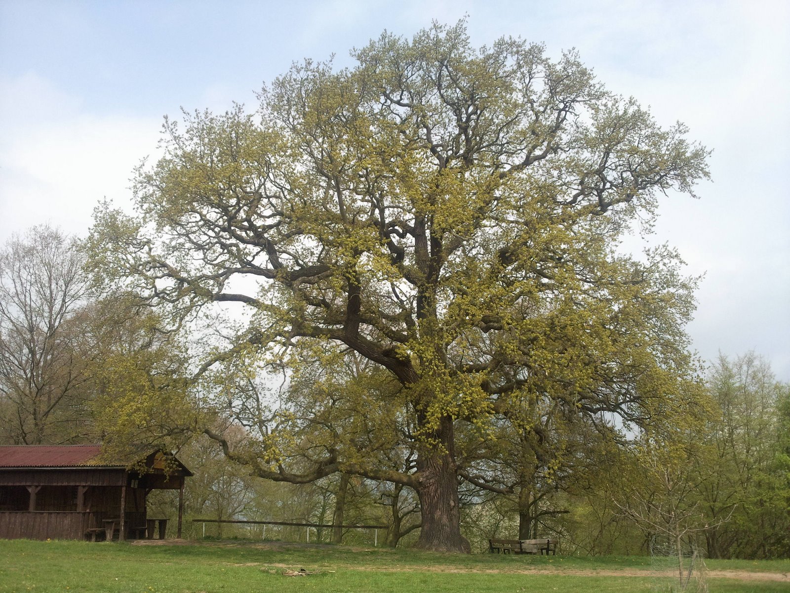Colours: Quercus robur