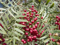 Salud & Vida Sana: Virtudes del Árbol del Molle Serrano