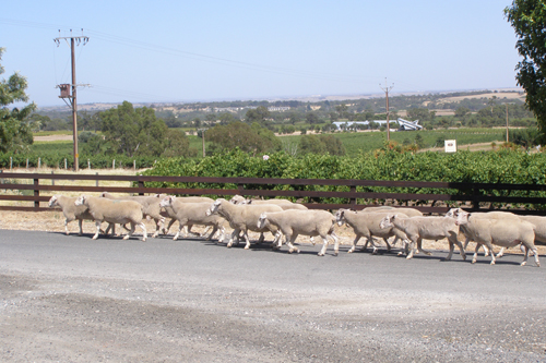 Wine and Spirits Travel: More Wine and Koalas in Barossa