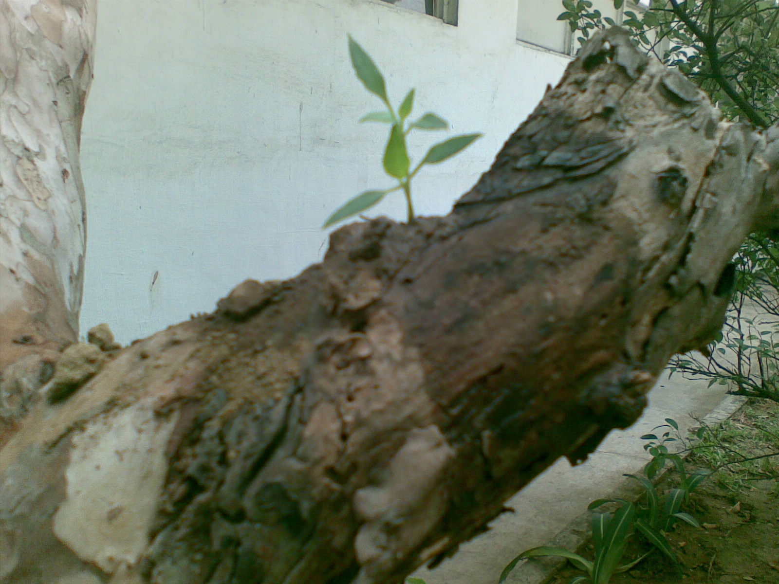 Mental Notes: Tree on Tree Action: Growing Siling Labuyo