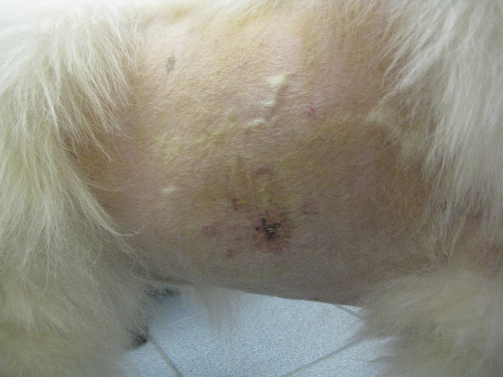 The Mossy Nest: Canine Spontaneous Pneumothorax