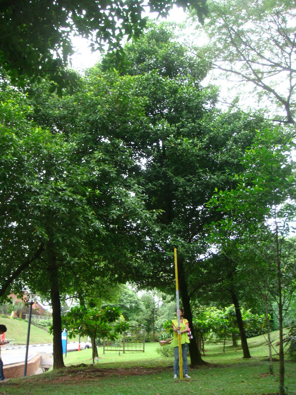 G.I.S TREES: Fagraea Fragrans 17