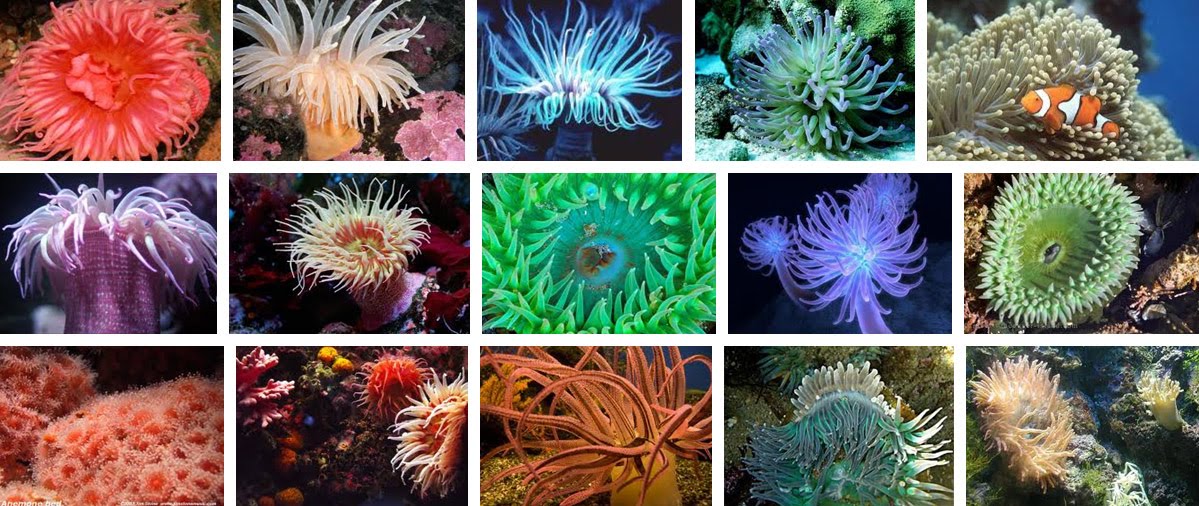 musings of a sea witch: New header - Anemone