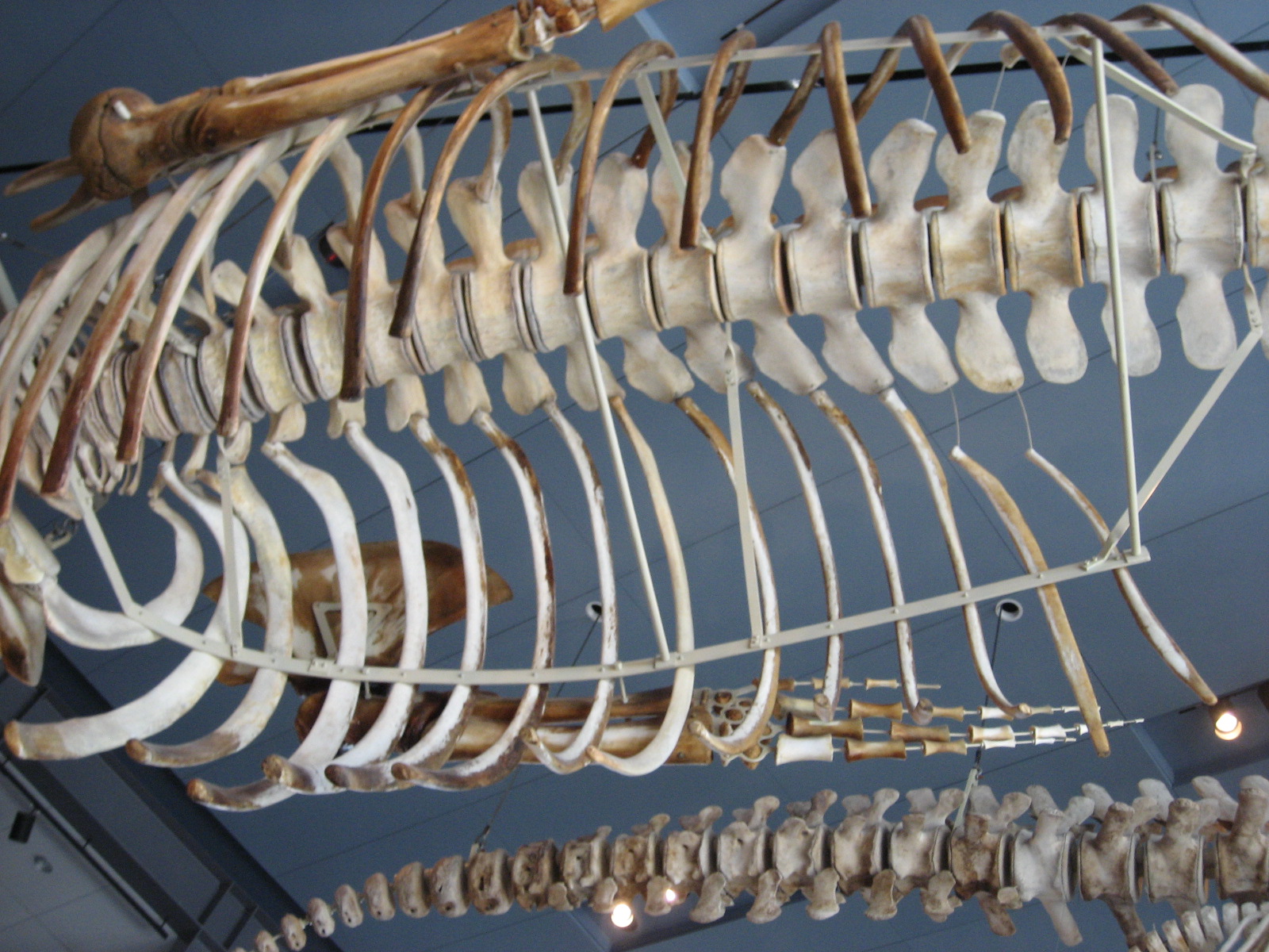 Raviolis for lunch: Whaling Museum - New Bedford, MA