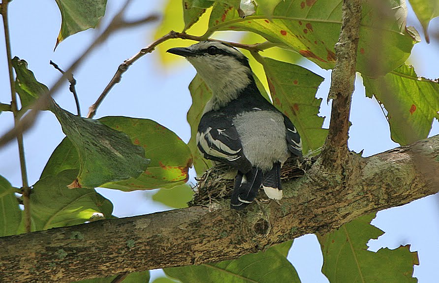 Frogmouth: Pied Triller (Lalage nigra)