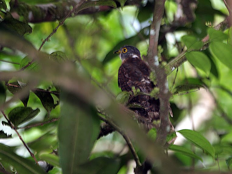 Frogmouth: Malaysian Hawk Cuckoo (Cuculus fugax)